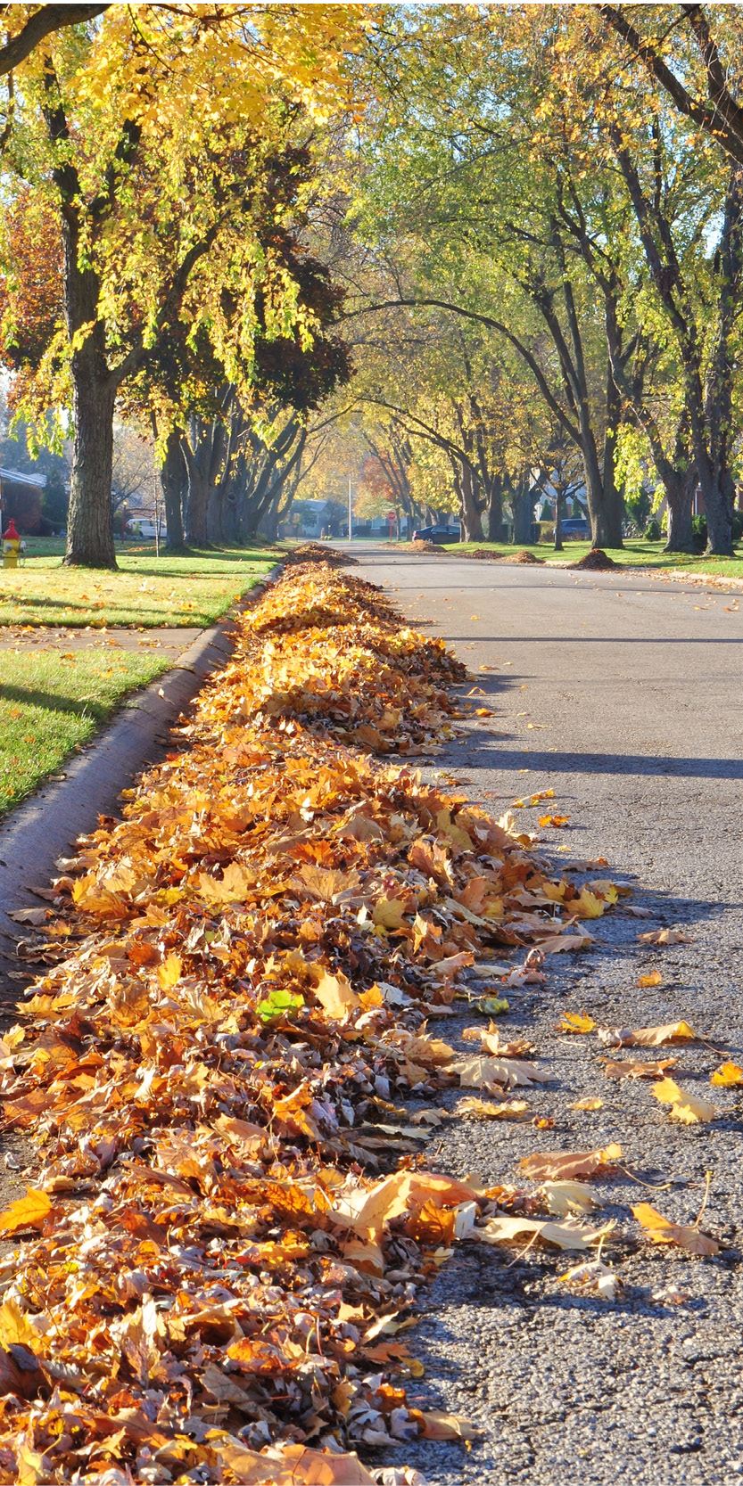 Leaf Collection - Town of Tillsonburg